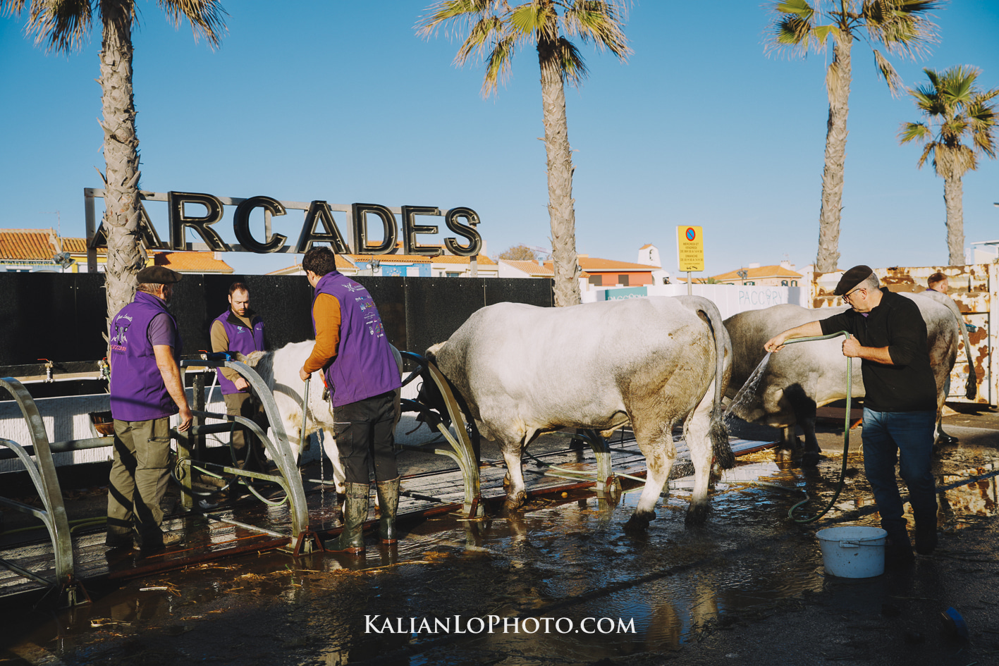 Gasconne des Pyrénées