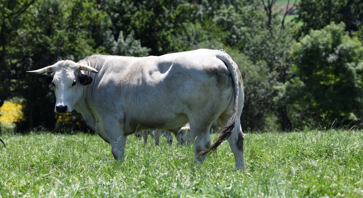 Gasconne des Pyrénées