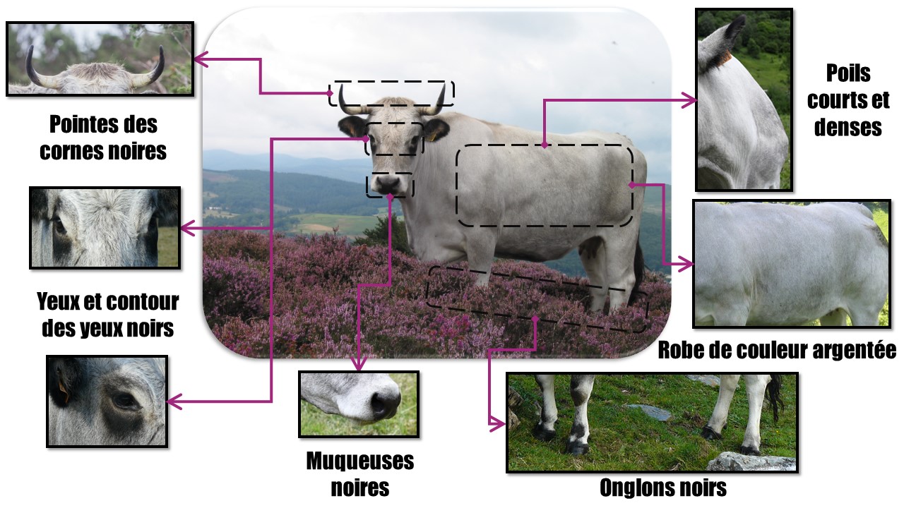 Caractéristiques et atouts